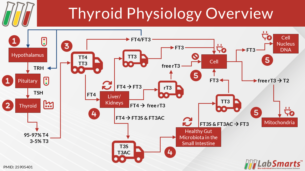 LabSmarts - FREE Thyroid Patterns Guide - LabSmarts